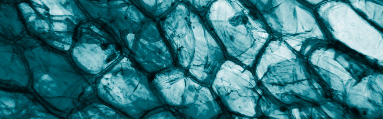 Birth Tissue - Tissue Regenix Group